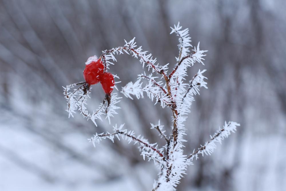 1765975469 фотография автора karpuhno фото номер 551195 фотка на ФотоПризер
